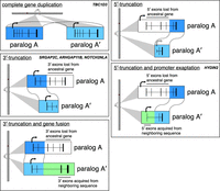 Transcriptional fates of human-specific segmental duplications in brain