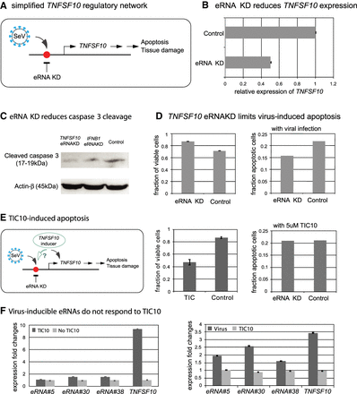 Global transcriptional activity dynamics reveal functional enhancer RNAs