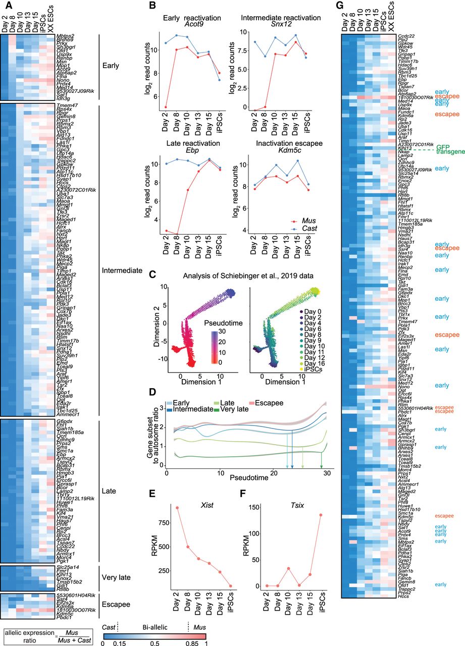 Dynamic reversal of random X-Chromosome inactivation during iPSC ...