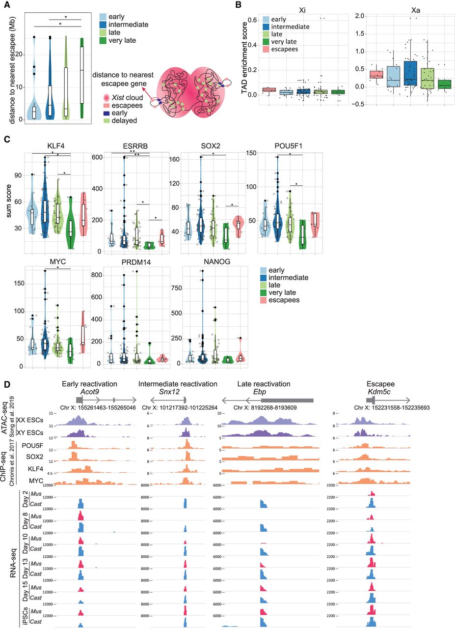 Dynamic reversal of random X-Chromosome inactivation during iPSC ...