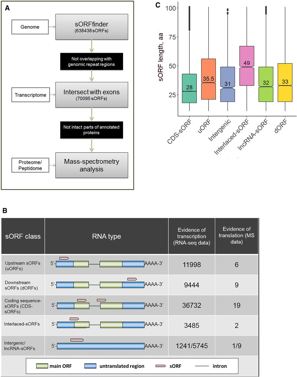 Distinct types of short open reading frames are translated in plant cells