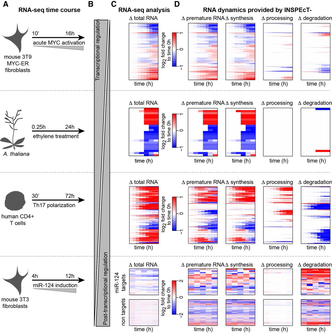 Genome-wide dynamics of RNA synthesis, processing, and degradation ...