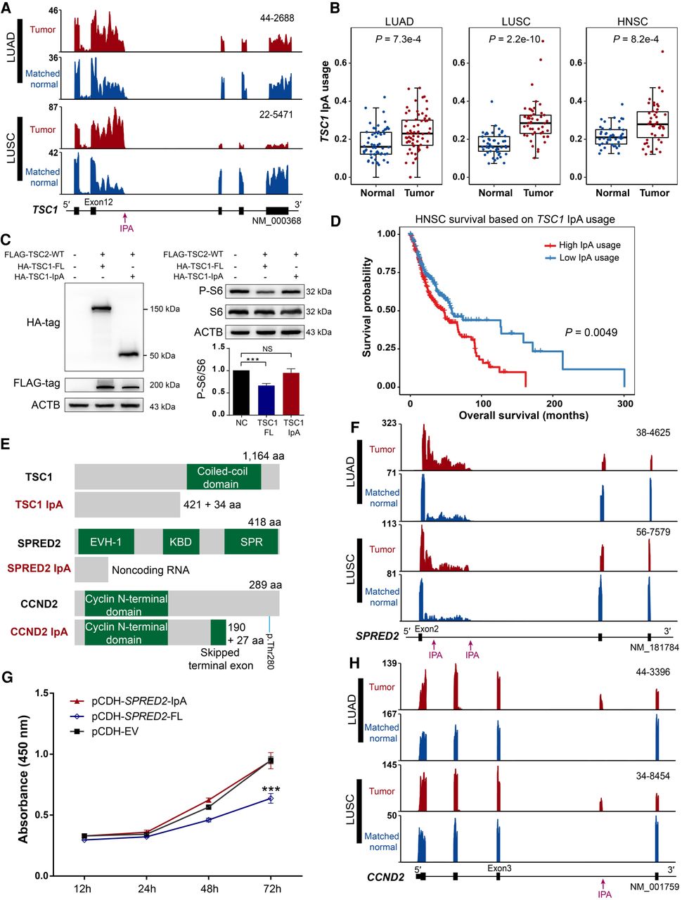 Cancer-associated dynamics and potential regulators of intronic ...