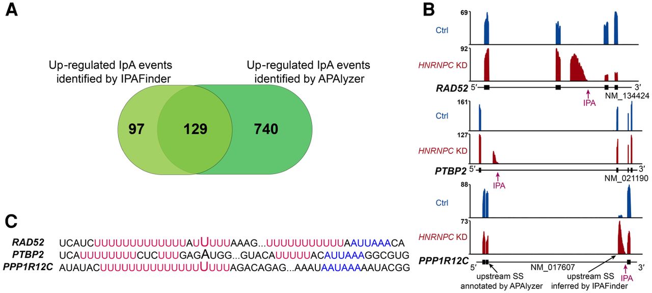Cancer-associated dynamics and potential regulators of intronic ...