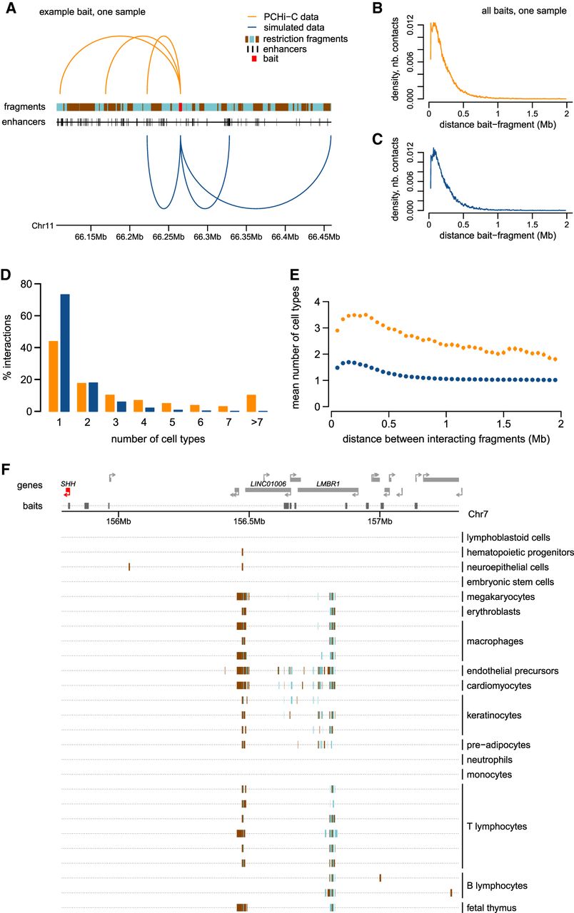 Long-range promoter–enhancer contacts are conserved during evolution ...