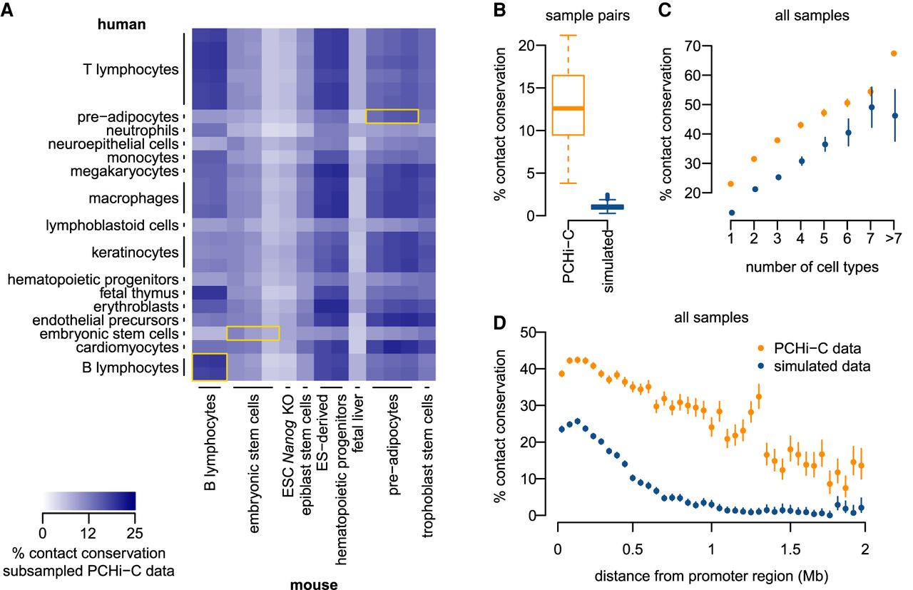 Long-range promoter–enhancer contacts are conserved during evolution ...
