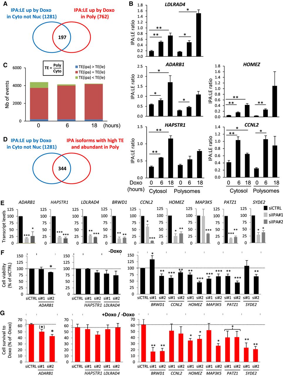 Compartment-specific and ELAVL1-coordinated regulation of intronic ...