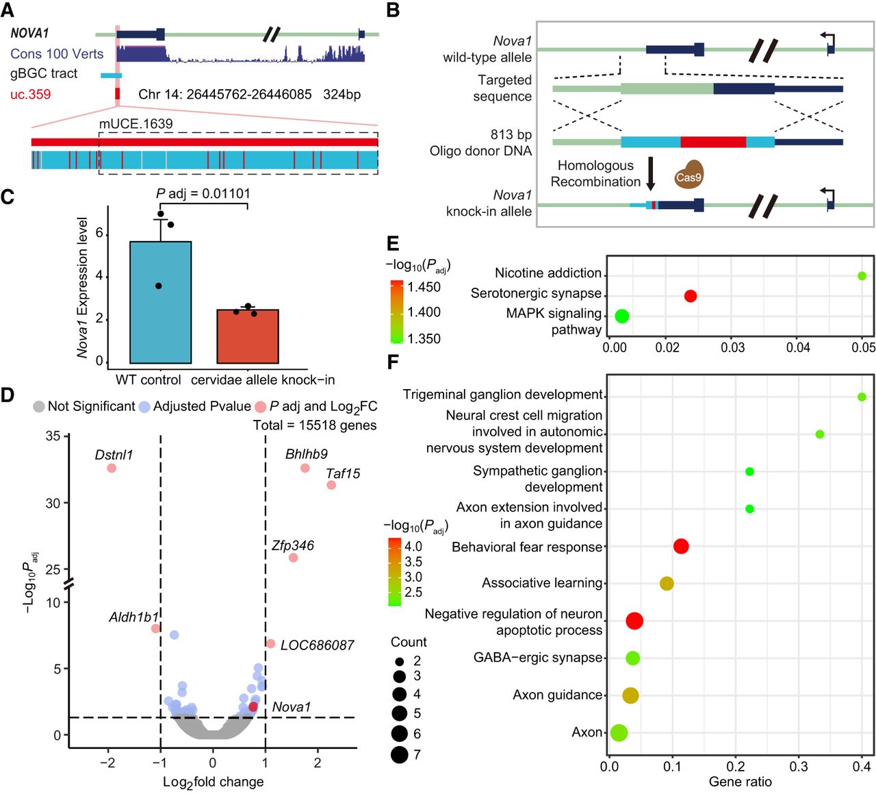 GC-biased gene conversion drives accelerated evolution of ...