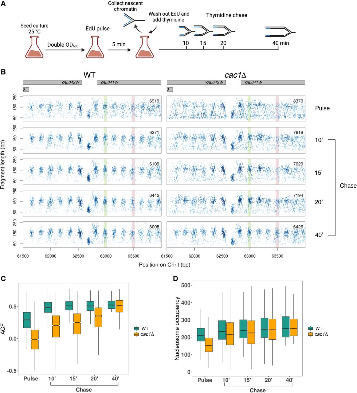 Spatiotemporal kinetics of CAF-1-dependent chromatin maturation ensures ...