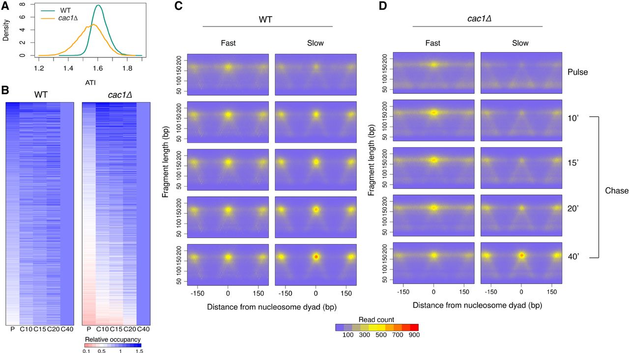 Spatiotemporal kinetics of CAF-1-dependent chromatin maturation ensures ...