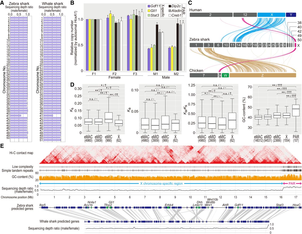 Elasmobranch genome sequencing reveals evolutionary trends of ...