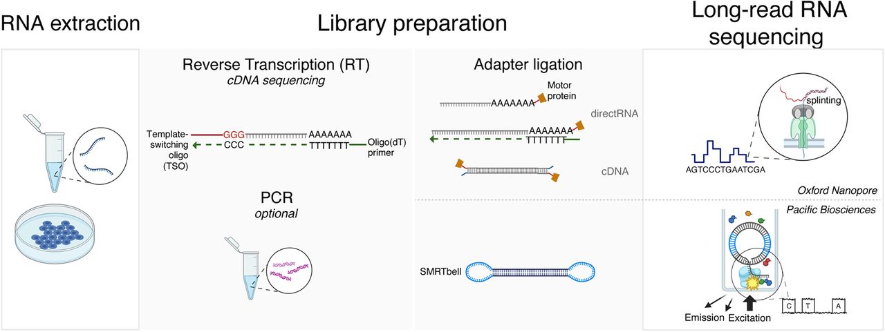 Challenges in identifying mRNA transcript starts and ends from long ...