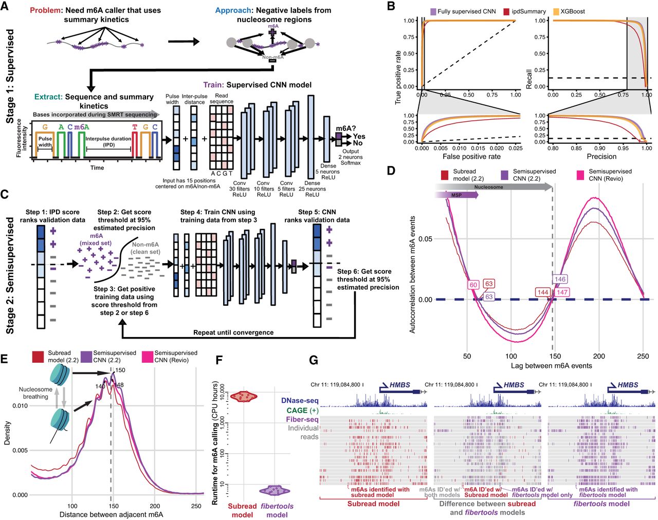 DNA-m6A calling and integrated long-read epigenetic and genetic analysis with fibertools