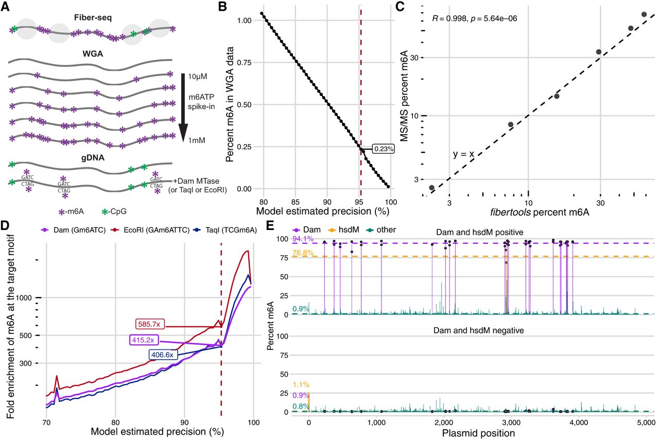 DNA-m6A calling and integrated long-read epigenetic and genetic analysis with fibertools