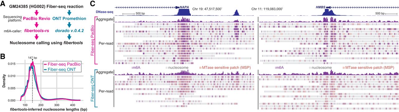 DNA-m6A calling and integrated long-read epigenetic and genetic analysis with fibertools
