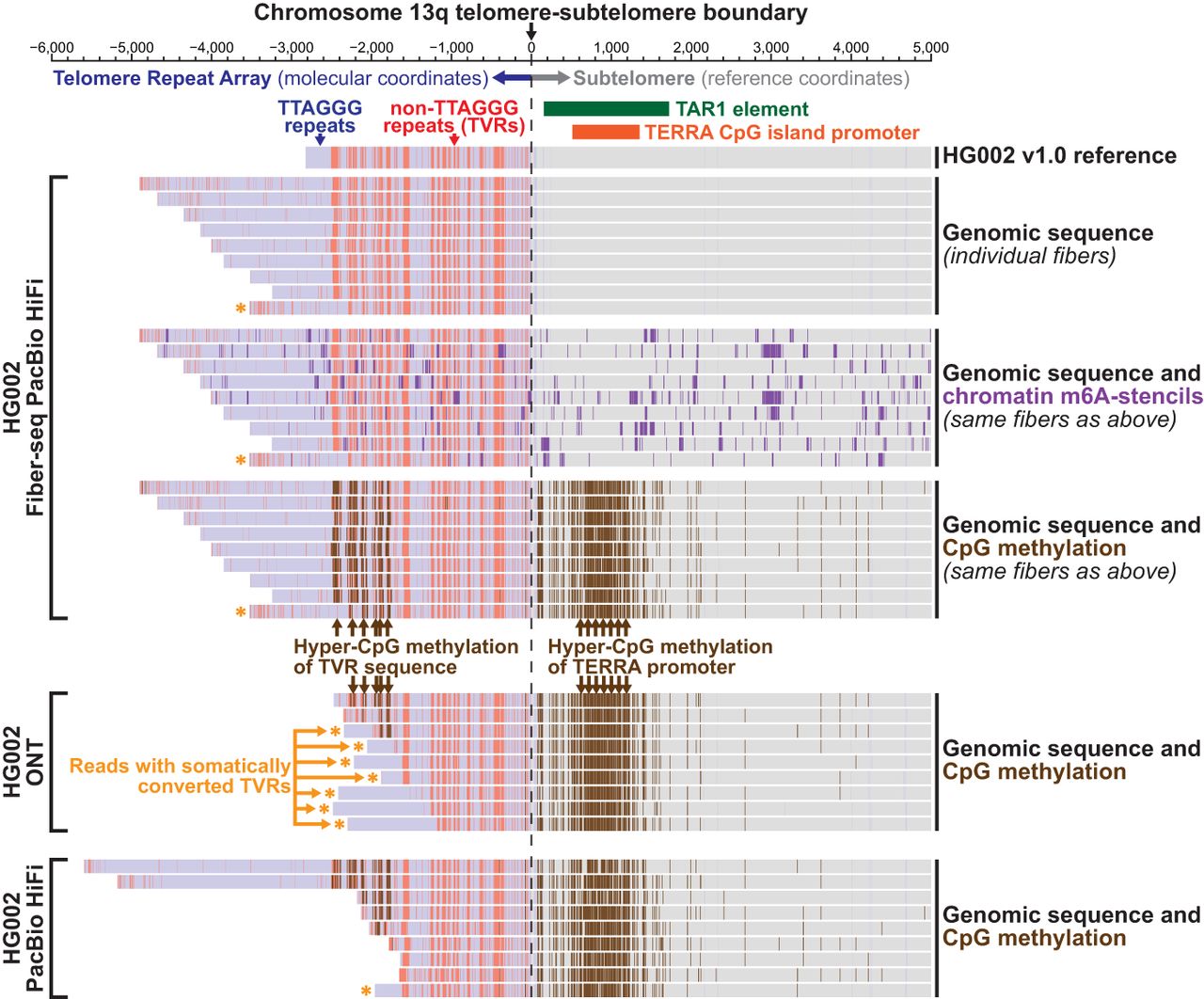 DNA-m6A calling and integrated long-read epigenetic and genetic analysis with fibertools
