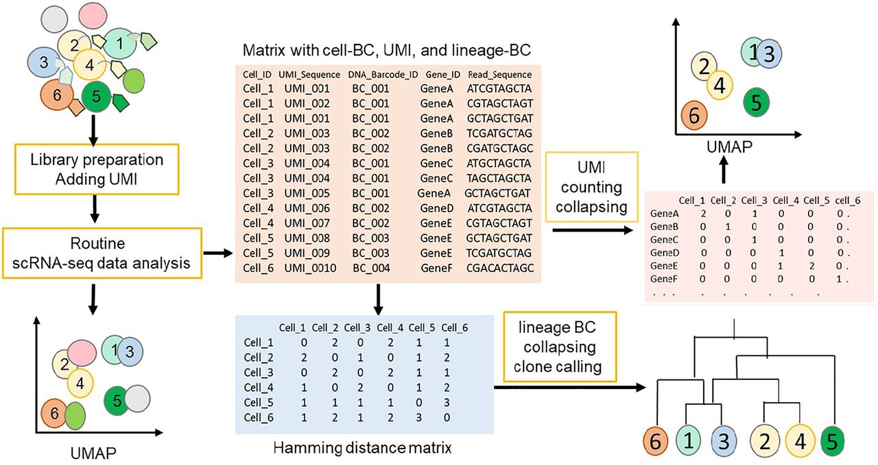 Advancements in prospective single-cell lineage barcoding and their applications in research