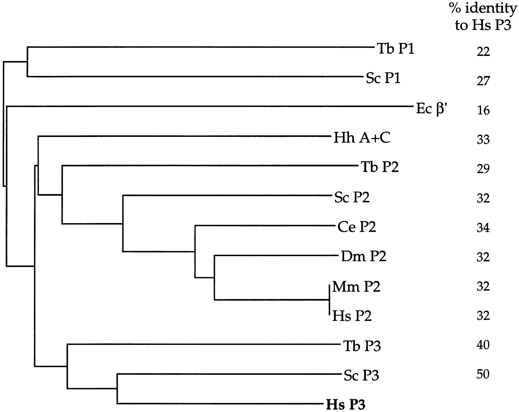 The Largest Subunit of Human RNA Polymerase III Is Closely Related to ...