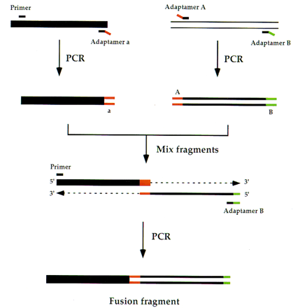 Cloning-Free PCR-Based Allele Replacement Methods