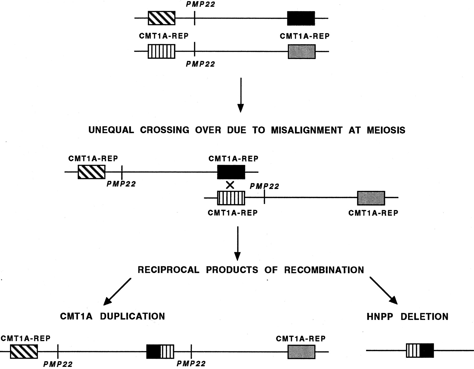 Recombination Hot Spots and Human Disease