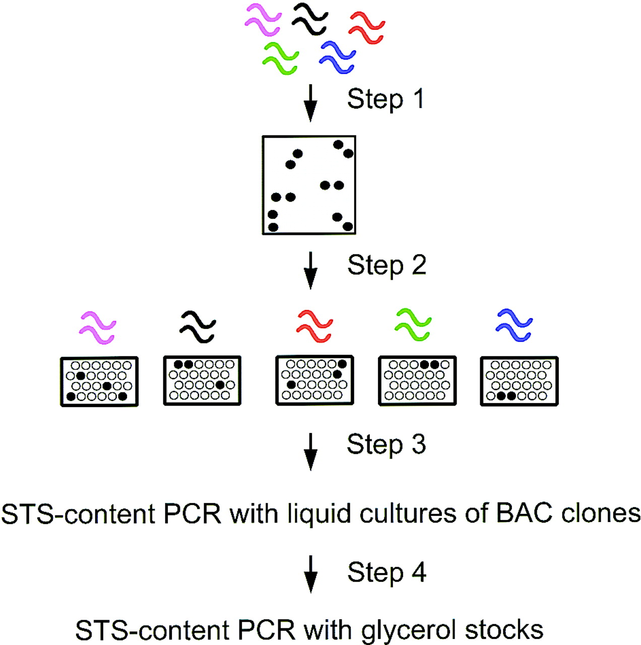 A Resource of Mapped Human Bacterial Artificial Chromosome Clones