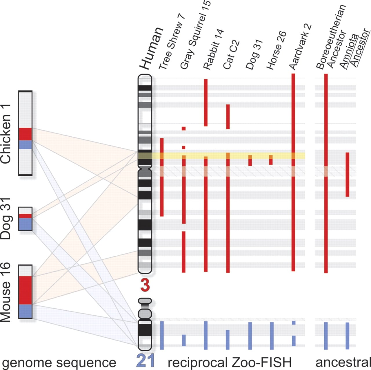 Are molecular cytogenetics and bioinformatics suggesting diverging ...