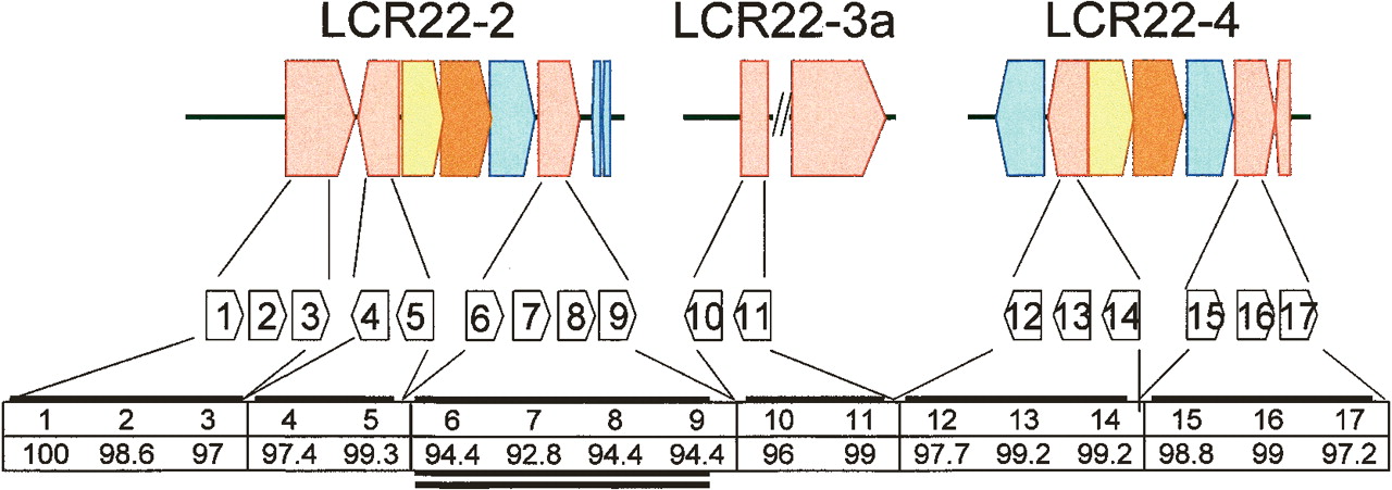 AT-rich repeats associated with chromosome 22q11.2 rearrangement ...