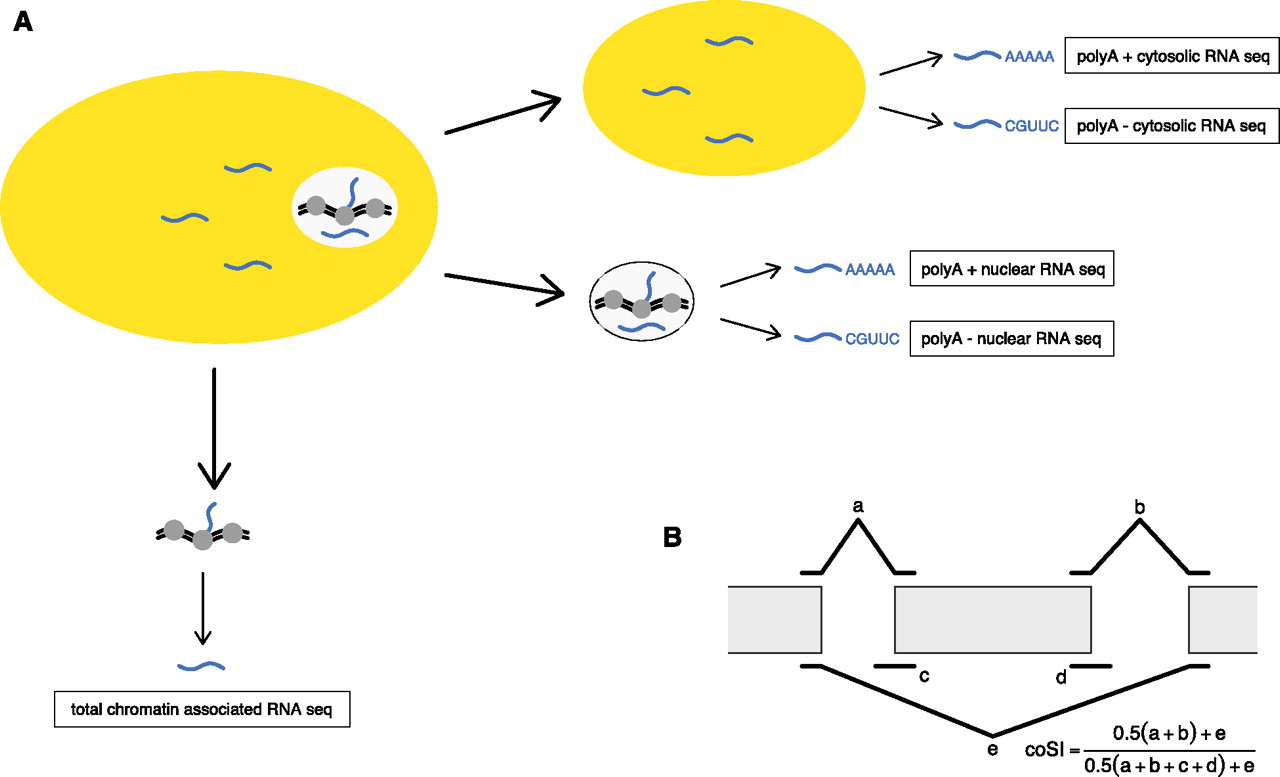 Deep sequencing of subcellular RNA fractions shows splicing to be ...